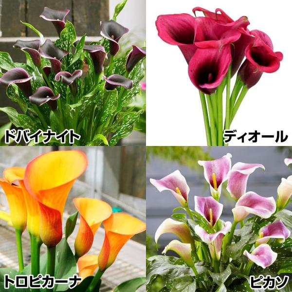 セット内容：ドバイナイト・ディオール・トロピカーナ・ピカソ / 各2球●学名・英名：Zantedeschia●商品情報：すらりとした花形で、切花でも人気が高いカラー。サトイモ科。主に南アフリカが原産。●お届け状態：球根(球周約14cm)●開...