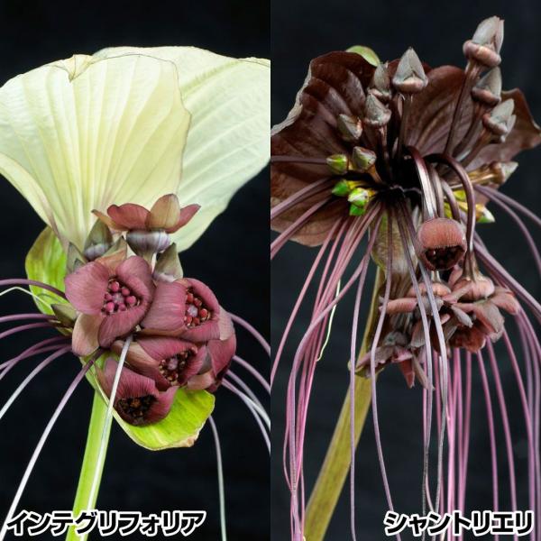 セット内容シャントリエリ ・インテグリフォリア /各1球●学名・英名：Tacca●商品情報：タッカは奇妙な花を咲かせるのが特徴的。大きな猫の耳のような部分は花弁ではなく苞葉と呼ばれる部分。タシロイモ科。原産地は東南アジア。●お届け状態：球根...
