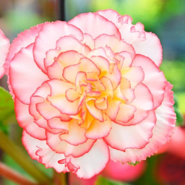 ●学名・英名：Begonia Bouton de Rose●商品情報：バラのように美しい球根ベゴニア。濃桃の覆輪が愛らしい。シュウカイドウ科●お届け状態：球根●開花期(約)：4-10月●草丈(約)：20-30cm●耐寒性：弱●日照：半日陰●...