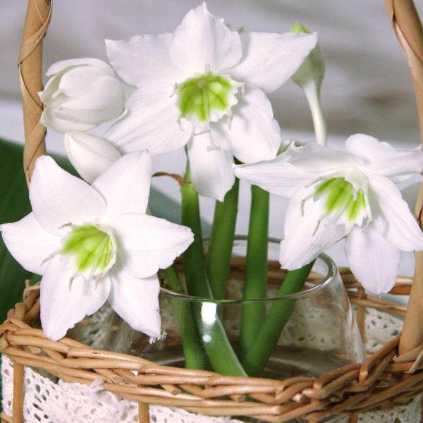 ●学名・英名：Eucharis amazonica●商品情報：素晴らしい香りで切花としても人気があるユーチャリス。アマゾンリリー、アマゾンユリとも呼ばれます。寒さに弱いので鉢植え栽培を。中南米原産のヒガンバナ科。●お届け状態：球根●開花期(...