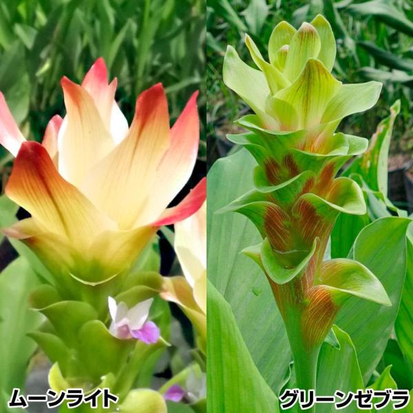 セット内容ムーンライト・グリーンゼブラ 各3球●学名・英名：Curcuma alismatifolia●商品情報：クルクマはエキゾチックな花を真夏に元気よく咲かせます。暑ければ暑いほどよく生長し、花色も大きさも良くなります。花もち抜群で育て...