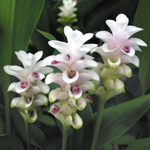 ●学名・英名：Curcuma alismatifolia Cherry Princess●商品情報：包葉が小さいミニクルクマ。エキゾチックな花を真夏に元気よく咲かせます。暑ければ暑いほどよく生長し、花色も大きさも良くなります。花もち抜群で育...