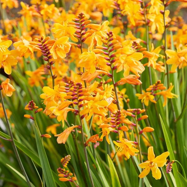 ●学名・英名：Crocosmia Columbus●商品情報：クロコスミアは非常に丈夫で繁殖力が強く、植えっぱなし栽培もOK。アヤメ科。コロンブスは鮮やかな黄花で切花にも向きます。※佐賀県では県条例により、クロコスミア(ヒメオウギスイセン)...
