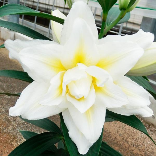 ●学名・英名：Lilium RL Irvana●商品情報：ローズリリーでは新しい黄色白覆輪の大輪ユリ。花もち良く・無花粉・淡い香りが特徴のローズリリーシリーズ。●お届け状態：球根●開花期：6-7月●草丈：中(80〜120cm)●耐寒性：強●...