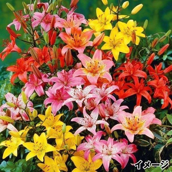 ●商品情報：銘花・名称付きすかしゆり球根の詰め合わせを激安価格でご提供!! 品種がたくさんあって選びきれないあなたにオススメです。●お届け状態：球根●開花期(約)：6月●耐寒性：強●日照：日なた●栽培適地：庭・鉢・切花●注意事項：※写真はイ...