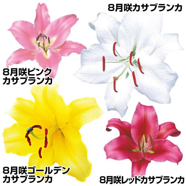 セット内容8月咲カサブランカ・8月咲ピンクカサブランカ(ラブラドール)・8月咲レッドカサブランカ(パラッツォ)・8月咲ゴールデンカサブランカ(コンカドール) 各3球●商品情報：6月に植えて8月頃に咲くように冷凍処理を施したゆりの球根。お盆シ...