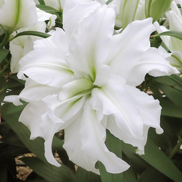 ●商品情報：6月に植えて8月頃に咲くように冷凍処理を施したゆりの球根。お盆シーズンの切花に!●お届け状態：球根(開花見込み)●草丈(約)：50-100cm●開花時期(約)：8月頃※開花調整を行っておりますが、栽培環境により開花時期が前後する...