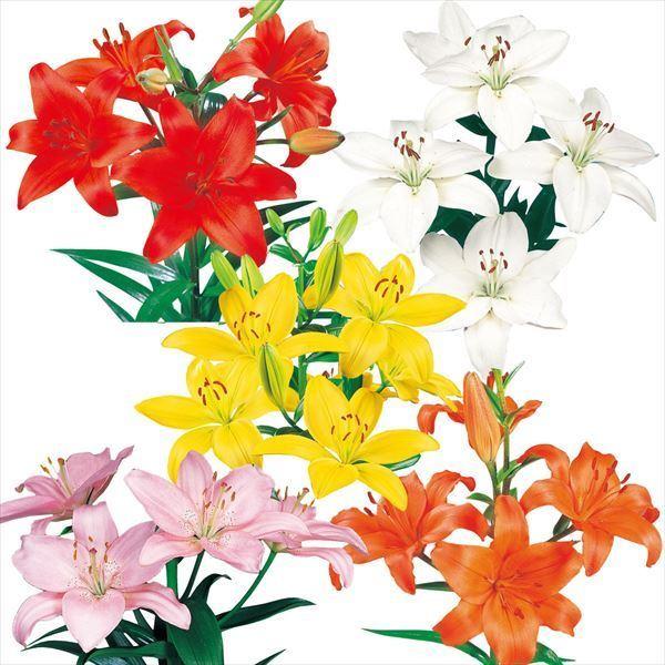 セット内容8月咲すかしユリ 赤花・白花・黄花・桃花・橙花 各3球●商品情報：6月に植えて8月頃に咲くように冷凍処理を施したゆりの球根。お盆シーズンの切花に!●お届け状態：球根(開花見込み)●草丈(約)：50-100cm●開花時期(約)：8月...
