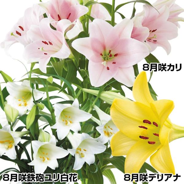 セット内容8月咲デリアナ・8月咲鉄砲ユリ白花・8月咲カリ 各3球●商品情報：6月に植えて8月頃に咲くように冷凍処理を施したゆりの球根。お盆シーズンの切花に!●お届け状態：球根(開花見込み)●草丈(約)：50-100cm●開花時期(約)：8月...