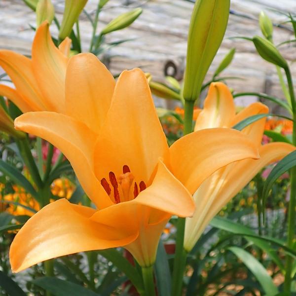 ●商品情報：6月に植えて8月頃に咲くように冷凍処理を施したゆりの球根。お盆シーズンの切花に!●お届け状態：球根(開花見込み)●草丈(約)：50-100cm●開花時期(約)：8月頃※開花調整を行っておりますが、栽培環境により開花時期が前後する...