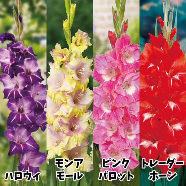 セット内容：モンアモール・ハロウィ・トレーダーホーン・ピンクパロット 各20球●学名・英名：Gladiolus●商品情報：グラジオラスは夏の花壇に欠かせない春植え球根のひとつです。グラジオラスは植え付け後約3か月で開花します。植え付けのタイ...