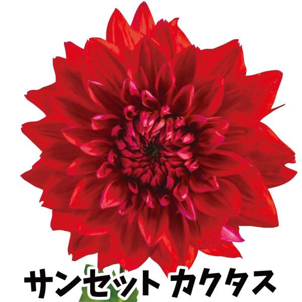 ●学名・英名：Dahlia●商品情報：ユニークな花形が特徴のカクタス咲きダリア。ダリアは桜が咲くころが植え付けの適期です。上手に管理すると6-7月と9-11月の年2回、花を楽しめます。キク科●お届け状態：球根●開花期(約)：6-7、 9-1...