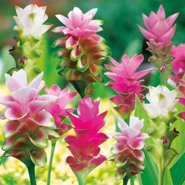 ●学名・英名：Curcuma●商品情報：クルクマはエキゾチックな花を真夏に元気よく咲かせます。暑ければ暑いほどよく生長し、花色も大きさも良くなります。花もち抜群で育てやすい。切花やアレンジにもオススメです。ショウガ科。原産地は東南アジア、主...