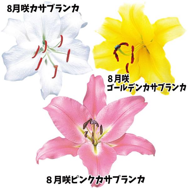 セット内容8月咲カサブランカ・8月咲ピンクカサブランカ(ラブラドール)・8月咲ゴールデンカサブランカ(コンカドール) 各3球●商品情報：6月に植えて8月頃に咲くように冷凍処理を施したゆりの球根。お盆シーズンの切花に!※カサブランカ以外は、栽...