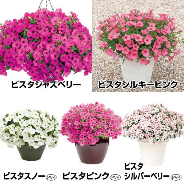 セット内容ビスタジャズベリービスタシルキーピンクビスタスノービスタピンクビスタシルバーベリー各1株●商品情報：日本の真夏の試験を乗り越えたペチュニアの中の優秀品種「スーパーチュニアR」シリーズ。1株で直径60〜80cmにまで広がる! 暑さや...