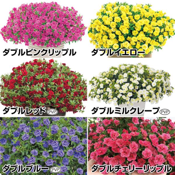 セット内容ダブルピンクリップル　1株ダブルレッドP　1株ダブルミルクレープP　1株ダブルブルーP　1株ダブルイエロー　1株ダブルチェリーリップル　1株●商品情報：暑さや病気に強く栽培簡単! 多花性・半立ち性タイプなので、株の中心にも花がつき...