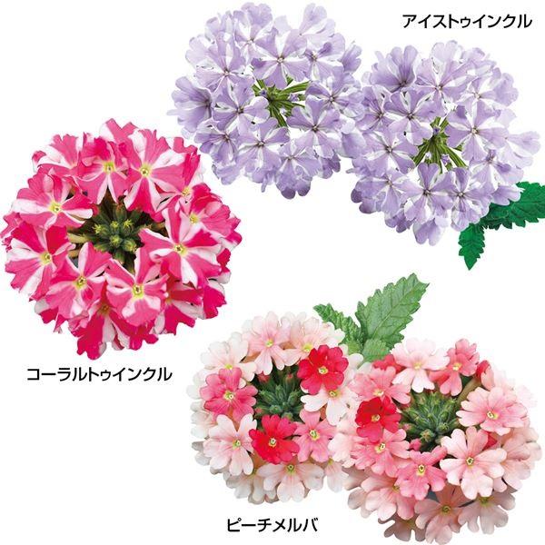 セット内容アイストゥインクルコーラルトゥインクピーチメルバ各1株   ●商品情報：暑さや病気にめっぽう強いバーベナ「スーパーベナ（R）」。暑さにも強く、春から晩秋まできれいな花を楽しむことができます。花房が大きく強健、ボリューム満点の草姿は...