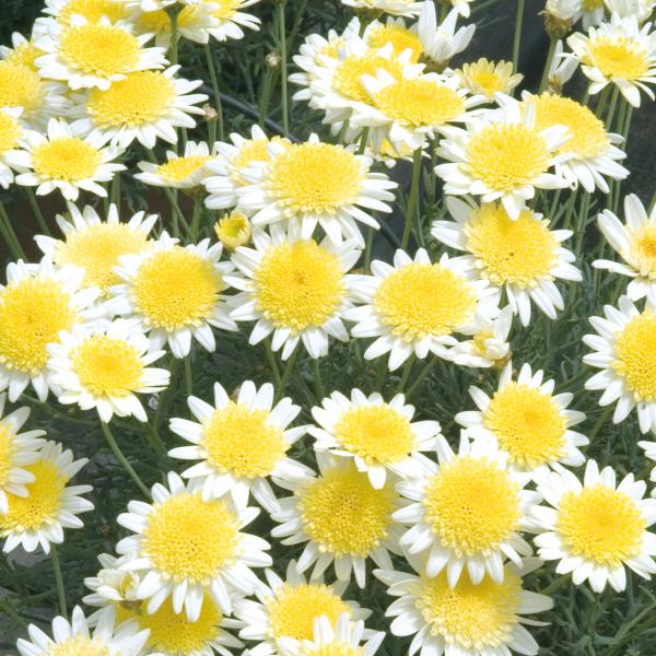 ●商品情報：従来のマーガレットよりも連続開花性が改良されました。タンポポのようなアネモネ咲きが人気です！　　　　　　品種登録名：SUPA1087   ●お届け状態：9cmポット苗   ●分類：多年草   ●開花期：春?初夏、秋?初冬　 ●草...