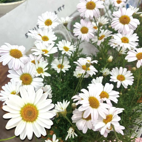 ●商品情報：静岡県のオリジナル品種で、「ローマンカモミール」×「マーガレット」の交配に世界で初めて成功し、誕生したニューサマーデージー。従来のマーガレットではなし得なかった、夏でも花を休めずに開花する品種です。優しい花色で、夏を爽やかに彩り...