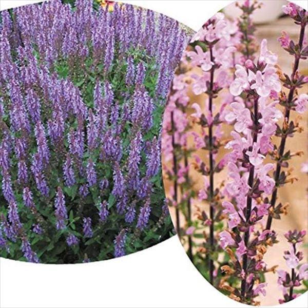 セット内容ボルドーローズボルドーブルー各２株●商品情報：よく分枝し、ボリューム満点！春から秋まで長く咲き続けるのも嬉しい。暑さ・寒さに強く、性質強健で育てやすく、ほとんど手間もかかりません。形良くまとまるので、花壇植えや少し大きめの鉢植えに...