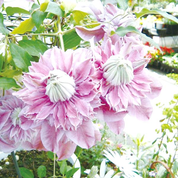 ●商品情報：咲き進むと見事な万重咲きとなる大輪花。花後、剪定すると１か月程度で再び開花し、秋までに2度、3度と花が楽しめる!つる性植物の女王「クレマチス」。つるいっぱいに花をつけ大迫力!!フェンスやトレリスに絡ませても素敵です。●お届け状態...
