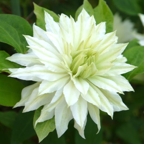 ●商品情報：咲き初めはクリーム色やグリーンの花弁で、咲き進むにつれて白く変化。大輪で花弁数多く、見ごたえ抜群!!花弁中央のグリーンのラインもとっても爽やか。   ●お届け状態：12cmポット苗   ●分類：多年草   ●開花期：5〜10月　...