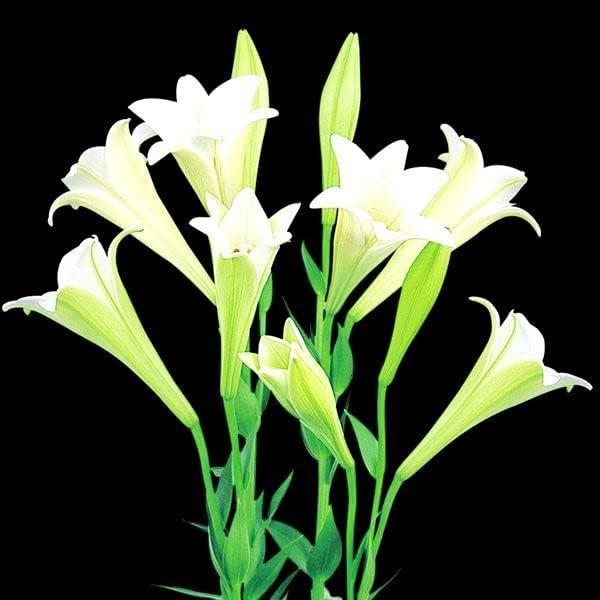 セット内容凛花 5株凛花II 5株凛花III 5株   ●商品情報：一般的な鉄砲ユリの開花が終わった頃から開花する新鉄砲ユリ。中でも少しずつ開花がずれる３品種をセットにしました。   ●お届け状態：ポット苗   ●開花期：凛花:7月　　　　...