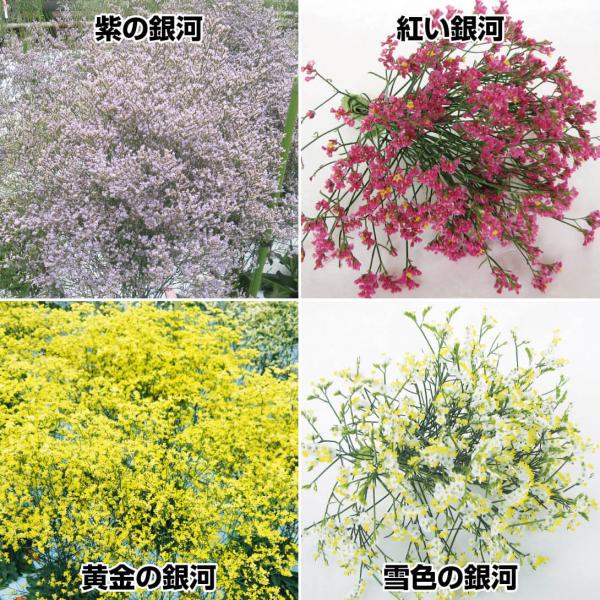 ●商品情報：カラフルで色鮮やかなので、アレンジメントの添え花にはもちろん、単品でも美しいスターチス。一般種に比べて暑さに強い！   ●お届け状態：ポット苗   ●分類：多年草   ●開花期：5〜7月   ●草丈：60〜80cm   ●日照：...