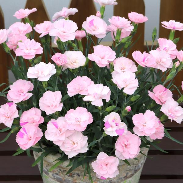 ●商品情報：淡い桃色花が、咲き進むにつれてパールピンクに変化。耐暑・耐寒性強く、四季咲きの八重咲き芳香性品種。   ●お届け状態：9cmポット苗   ●分類：多年草   ●開花期：4〜11月   ●草丈：15-25cm   ●日照：日なた ...