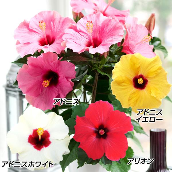 セット内容アドニス 1株アドニスイエロー 1株アリオン 1株アドニスホワイト 1株   ●商品情報：花もちが良い画期的なハイビスカス!!通常のハイビスカスは1つの花が咲いてからしぼむまでおおよそ１日しかありませんでしたが、このシリーズは３〜...