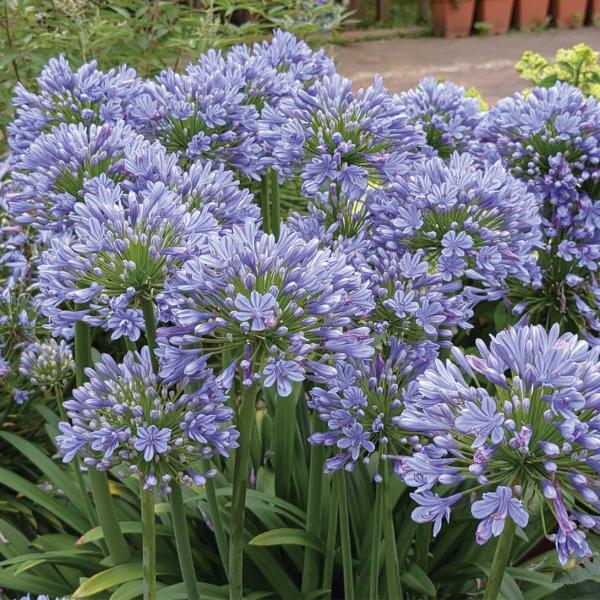 ●商品情報：春から秋まで繰り返し開花する大輪四季咲きアガパンサス。1株からたくさんの花房を作り、見ごたえ抜群!!コンパクトで栽培容易。   ●お届け状態：10.5cmポット苗   ●分類：多年草   ●開花期：春〜秋   ●草丈：40-60...