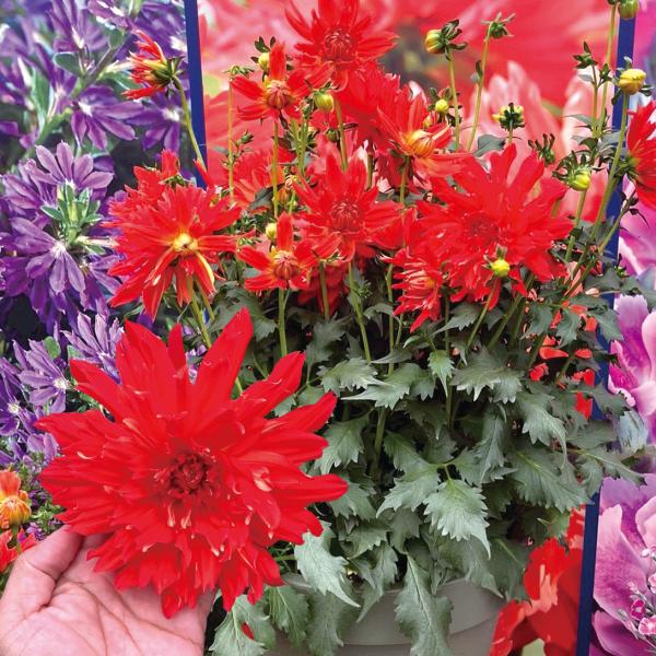 ●商品情報：ラベラマジョーレファンシリーズの新品種で、大人の手のひらよりも大きいXLサイズの特大輪ダリア!!　　　　　　鮮やかな赤〜オレンジ色の色彩は、一度見たら忘れられない程印象的です。茎が強く、開花時の見栄え抜群!!   ●お届け状態：...