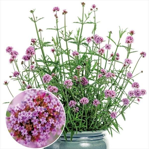 商品情報優れた分枝性＆連続開花を誇るバーベナ! たくさんの花房が晩秋まで咲き続けます。暑さに強く春から晩秋まで連続開花!花数が多く充実した大きな花房が魅力的。種がつかずお庭で勝手に繁殖しないので雑草化の心配もありません。背が高いので花壇や寄...