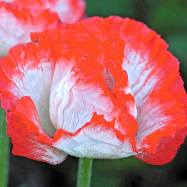 学名・英名Papaver orientale商品情報牡丹や芍薬を思わせる程の豪華な花を咲かせ、存在感抜群!お届け状態素掘苗開花期5-7月生長後の樹高・草丈50〜80cm耐寒性強日照日向（夏は半日陰）栽培適地庭・鉢・切花注意事項 ※高温多湿を...