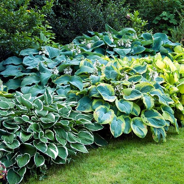 ●学名・英名：Hosta●商品情報：植えっぱなしOK！   ●お届け状態：12cm(4寸)ポット苗   ●生長後の草丈：約30-50cm   ●開花期：6-8月   ●耐寒性：強   ●日照：半日陰   ●分類：耐寒性宿根草 (ユリ科ギボウ...