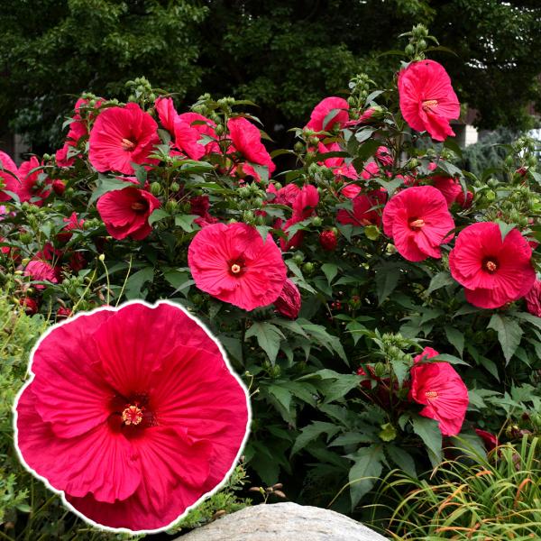 ●商品情報：耐暑性・耐寒性抜群のハイブリッド宿根ハイビスカス!!耐暑性抜群でなんと西日対策も不要のまさに夏最強のPWで、耐寒性も驚きの-30度!!強健・旺盛な生育力のため、地植えか花壇での栽培を推奨されるほど!!お庭で何年も育てられます。●...