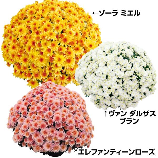 セット内容ゾーラ ミエル(外)、ヴァン ダルザス ブラン(外)、エレファンティーン ローズ(外)　各1株●商品情報：華やかに溢れ咲く姿が見事なビッグドーム菊の苗。●お届け状態：6cmポット苗●分類：多年草●開花期(約)：秋●日照条件：日なた...