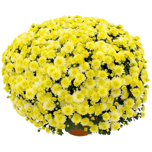 ●商品情報：華やかに溢れ咲く姿が見事なビッグドーム菊の苗。●お届け状態：6cmポット苗●分類：多年草●開花期(約)：秋●日照条件：日なた●耐寒性：強●栽培適地：庭・鉢・切花●春先〜初夏の管理について：ビッグドーム菊には春先から初夏に暖かな気...