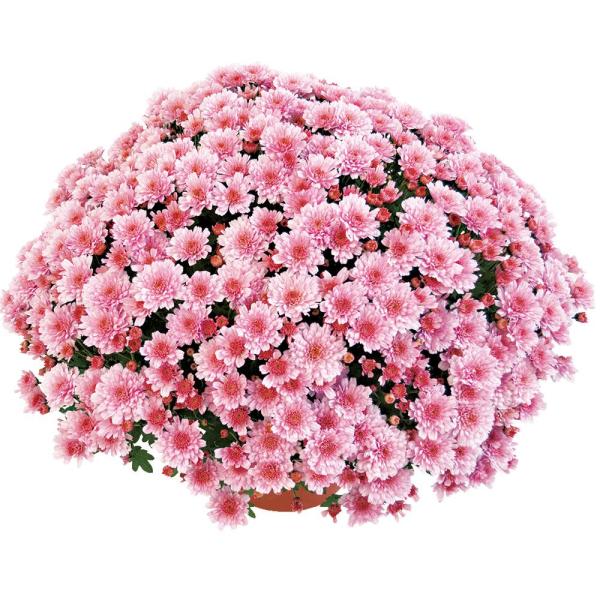 ●商品情報：華やかに溢れ咲く姿が見事なビッグドーム菊の苗。●お届け状態：6cmポット苗●分類：多年草●開花期(約)：秋●日照条件：日なた●耐寒性：強●栽培適地：庭・鉢・切花●春先〜初夏の管理について：ビッグドーム菊には春先から初夏に暖かな気...