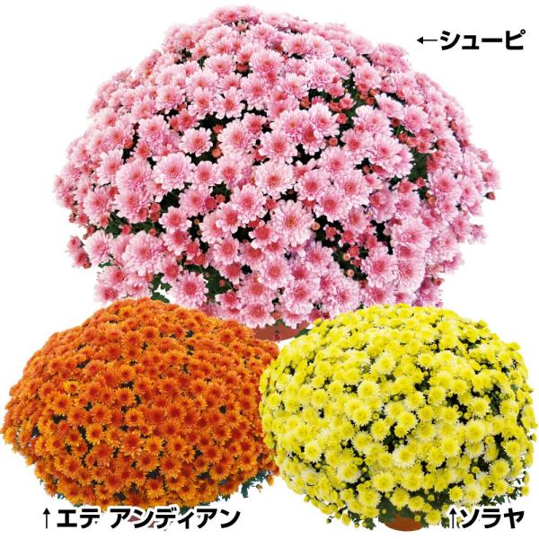 セット内容エテ アンディアン(外)、ソラヤ(外)、シューピ(外)　各1株●商品情報：華やかに溢れ咲く姿が見事なビッグドーム菊の苗。●お届け状態：6cmポット苗●分類：多年草●開花期(約)：秋●日照条件：日なた●耐寒性：強●栽培適地：庭・鉢・...