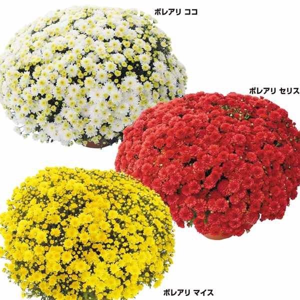 セット内容ボレアリ ココ(外)、ボレアリ マイス(外)、ボレアリ セリス(外)　各1株●商品情報：華やかに溢れ咲く姿が見事なビッグドーム菊の苗。早咲き。●お届け状態：6cmポット苗●分類：多年草●開花期(約)：秋●日照条件：日なた●耐寒性：...