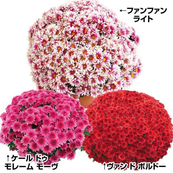 セット内容ケール ドゥ モレーム モーヴ(外)、ファンファンライト(外)、ヴァン ド ボルドー(外)　各1株●商品情報：華やかに溢れ咲く姿が見事なビッグドーム菊の苗。●お届け状態：6cmポット苗●分類：多年草●開花期(約)：秋●日照条件：日...