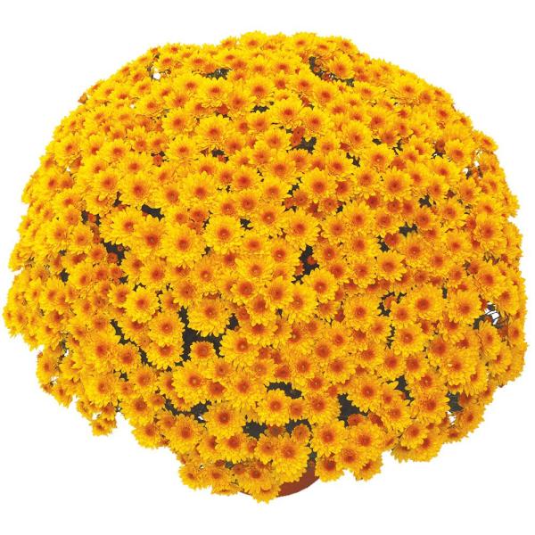 ●商品情報：華やかに溢れ咲く姿が見事なビッグドーム菊の苗。●お届け状態：6cmポット苗●分類：多年草●開花期(約)：秋●日照条件：日なた●耐寒性：強●栽培適地：庭・鉢・切花●春先〜初夏の管理について：ビッグドーム菊には春先から初夏に暖かな気...