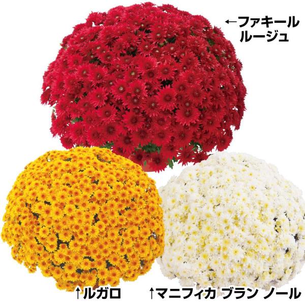 セット内容ファキール ルージュ(外)、ルガロ(外)、マニフィカ ブラン ノール(外)　各1株●商品情報：華やかに溢れ咲く姿が見事なビッグドーム菊の苗。●お届け状態：6cmポット苗●分類：多年草●開花期(約)：秋●日照条件：日なた●耐寒性：強...