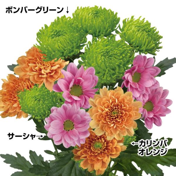 セット内容：ボンバーグリーン (登録名：DEKBOMBER GREEN)・カリンバオレンジ・サーシャ (登録名：Fitsasha) /各2株●商品情報：豪華な花姿の菊苗セット。切花やアレンジなど幅広く活躍!●お届け状態：6cmポット苗(1ポ...