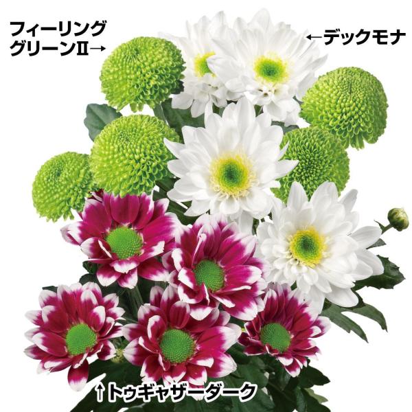 セット内容：フィーリンググリーンII (登録名：Feelig Green Dark)・デックモナ・トゥギャザーダーク /各2株●商品情報：美しい花色の菊苗のセット。切花やアレンジなど幅広く活躍!●お届け状態：6cmポット苗(1ポット1株入)...