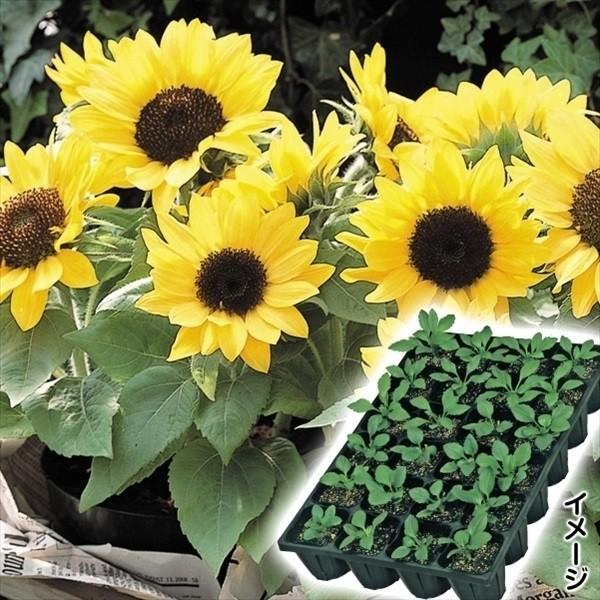 ●商品情報：草丈低く花粉が出ないテーブルヒマワリ   ●お届け状態：9cmポット苗   ●分類：1年草   ●開花期(約)：7〜10月   ●草丈(約)：30〜50cm   ●日照：日なた   ●栽培適地：庭・鉢・切花   ●備考：※無選別...