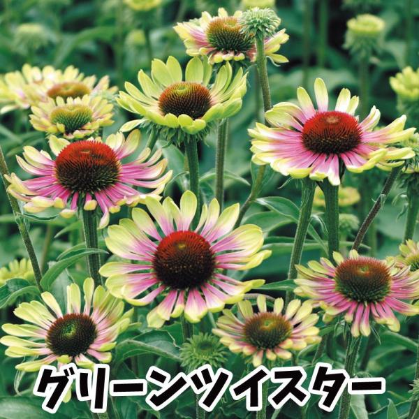●商品情報：咲き始めの緑から咲き進むにつれ中央部が桃色へと変化する、毎年大人気の珍しい花色のエキナセア!●お届け状態：ポット苗●分類：多年草●開花期：6〜8月●草丈：30〜90cm●日照：日なた、半日陰●耐寒性：強●用途：庭・鉢・切花