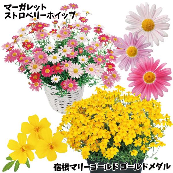 ●商品情報：花苗で人気TOP2の2品種をセットでお届けします!!●お届け状態：9cmポット苗●分類：多年草●開花期：ゴールドメダルPVP：周年ストロベリーホイップPVP：春〜初夏、秋〜初冬●草丈：ゴールドメダルPVP：50〜80cmストロベ...