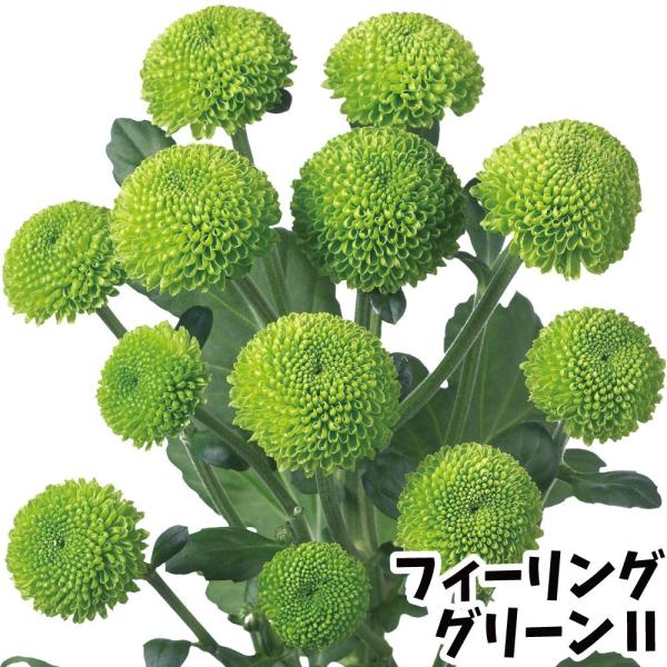 ●商品情報：美しい花色の菊苗。切花やアレンジなど幅広く活躍!(登録名：Feelig Green Dark)●お届け状態：6cmポット苗(1ポット1株入)●分類：多年草●開花期：秋●花径：スプレー仕立て：約40mm一輪仕立て：約50mm●日照...